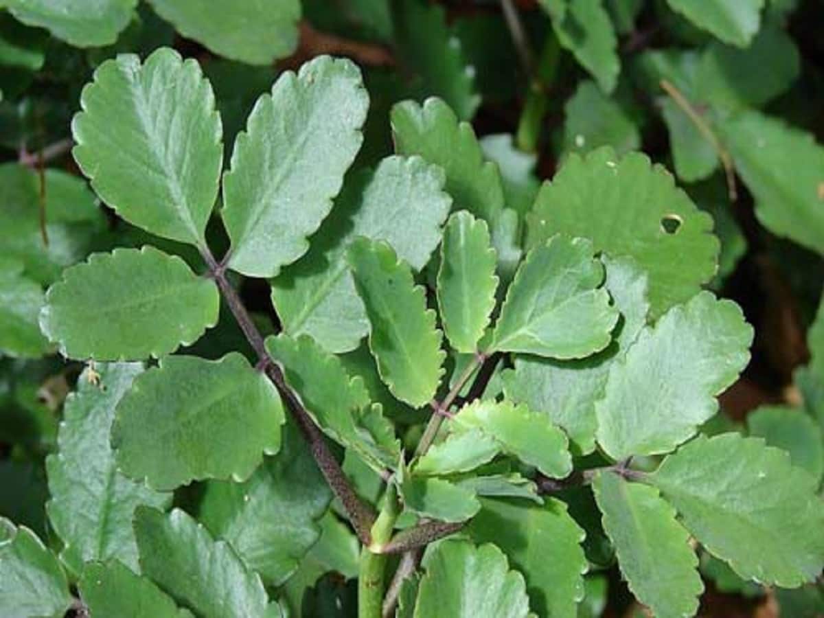 Patharkuchi Health Benefits পাইলস-লিউকোরিয়ার কষ্ট দূর করতে পাথরকুচি ...