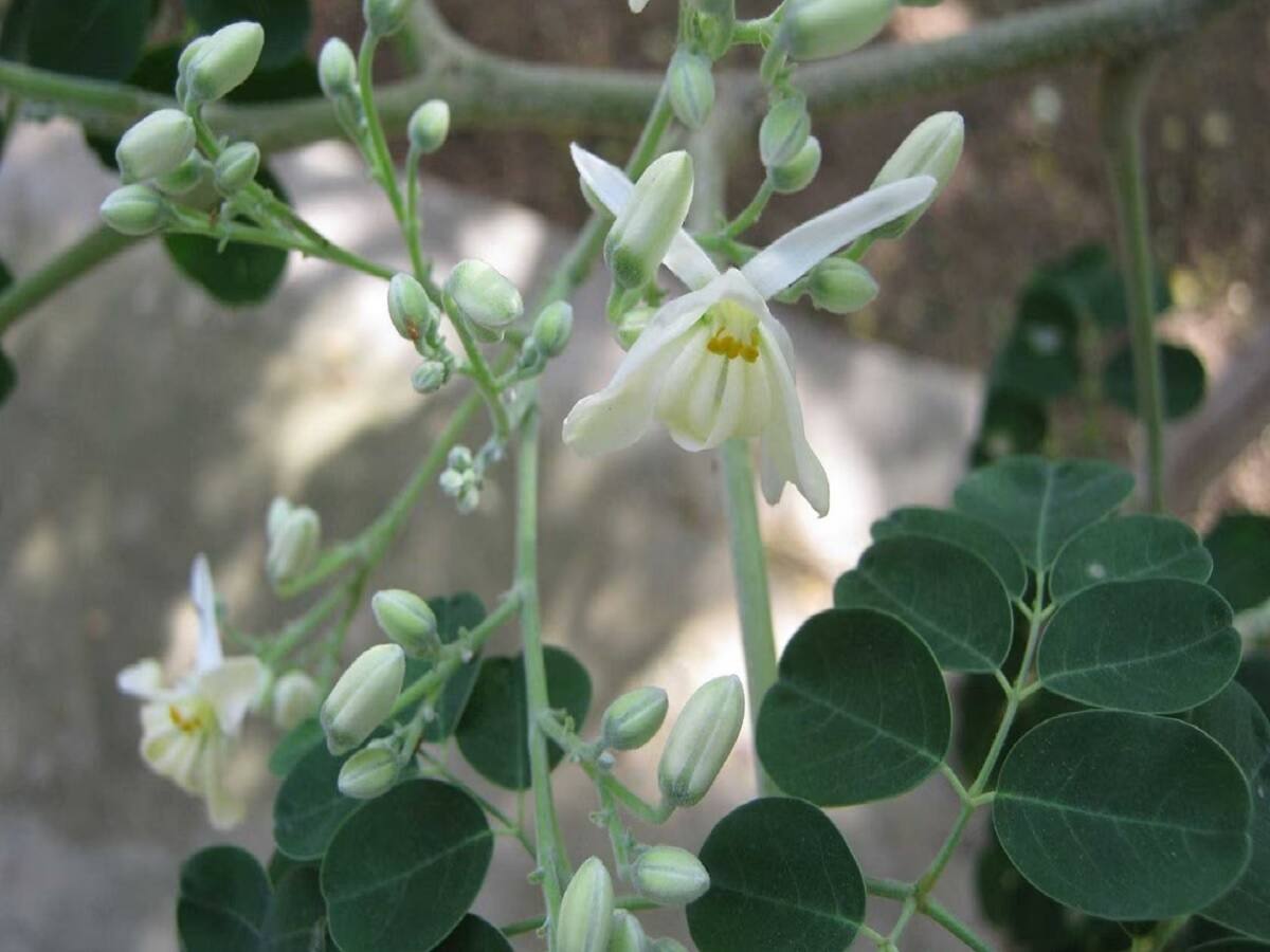 Shojne Moringa Flower পিছিয়ে না পড়ে জীবনকে চাঙ্গা করুন, বিদেশে এই ...