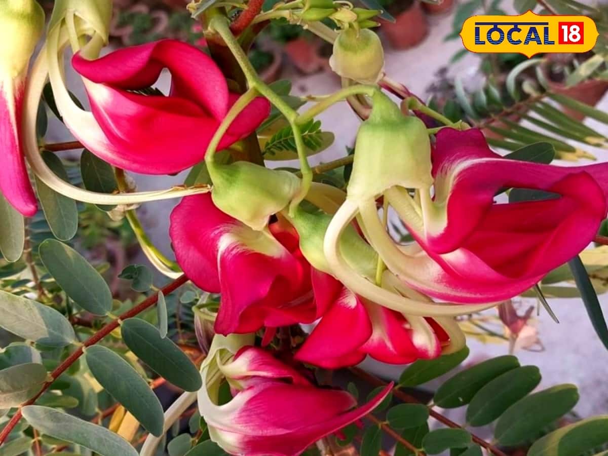 Bok Phool Health Benefits: বক ফুল খেলেই দূর হবে কোলেস্টেরল থেকে ...
