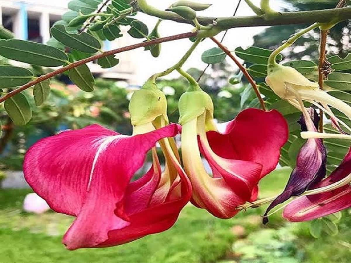 Bok Phool Health Benefits: বক ফুল খেলেই দূর হবে কোলেস্টেরল থেকে ...