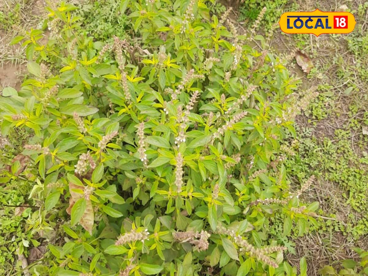 Tulsi Gach | কত ধরনের তুলসী হয় জানেন? কোন তুলসী বাড়িতে রাখলে অধিক ...