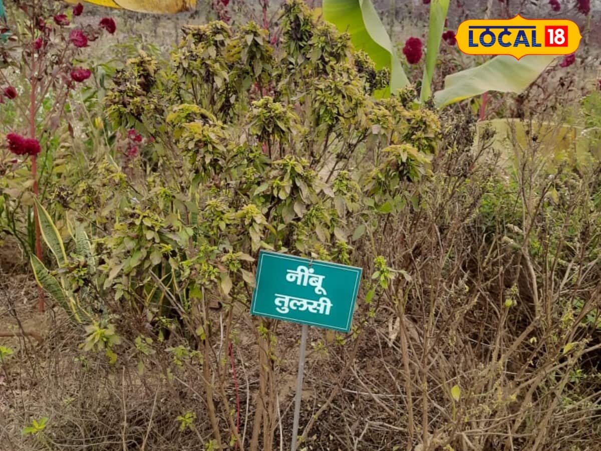 Tulsi Gach | কত ধরনের তুলসী হয় জানেন? কোন তুলসী বাড়িতে রাখলে অধিক ...