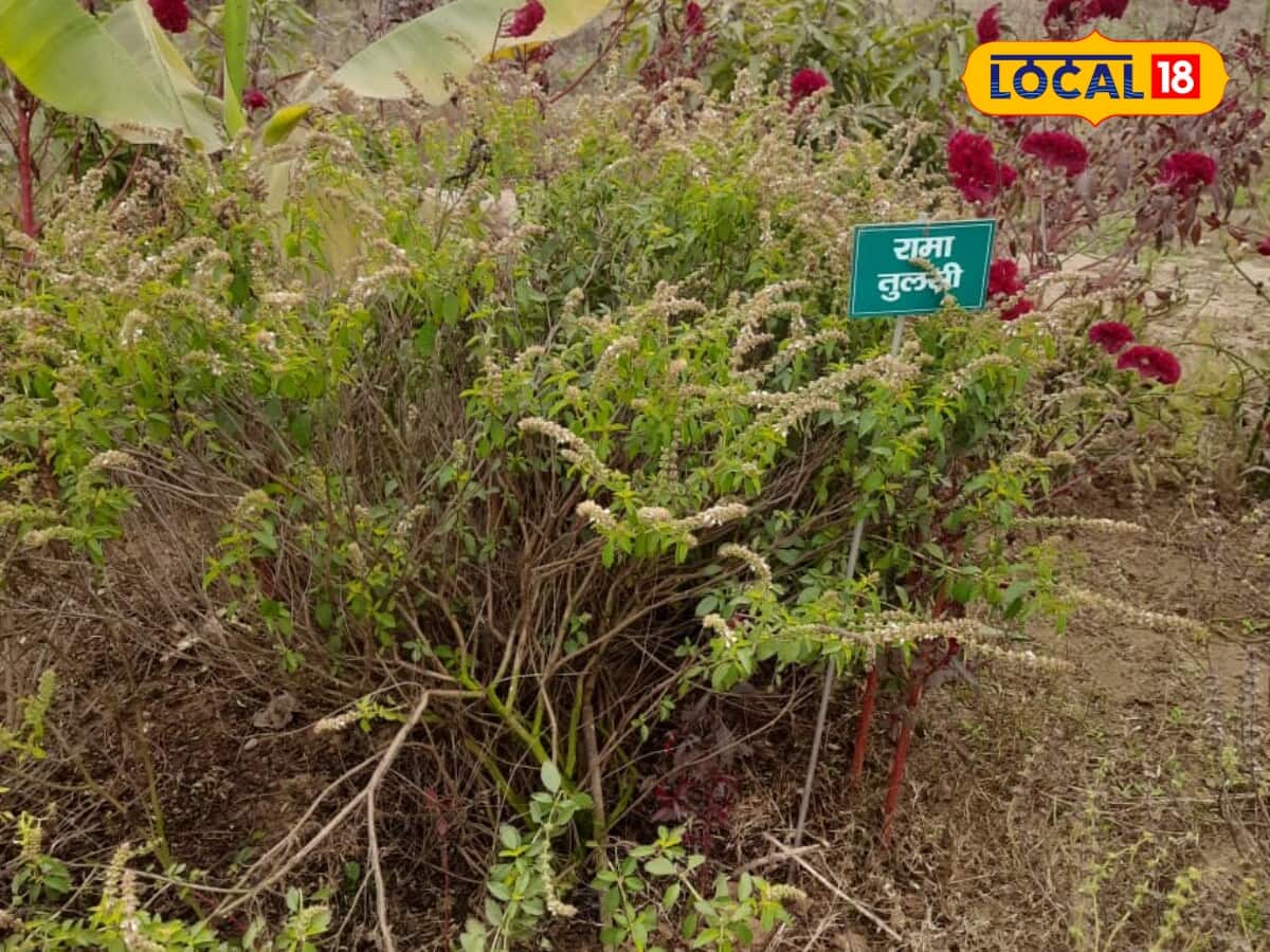 Tulsi Gach | কত ধরনের তুলসী হয় জানেন? কোন তুলসী বাড়িতে রাখলে অধিক ...