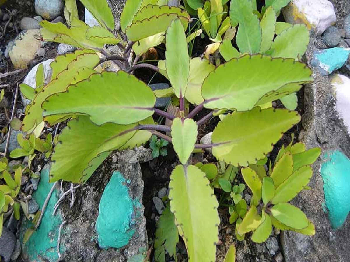 Patharkuchi Health Benefits পাইলস-লিউকোরিয়ার কষ্ট দূর করতে পাথরকুচি ...