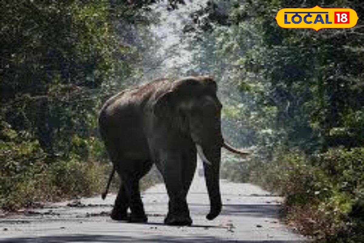 হাতির আক্রমণে ঘরহারা চা শ্রমিকরা | elephant attack Tea workers homeless ...