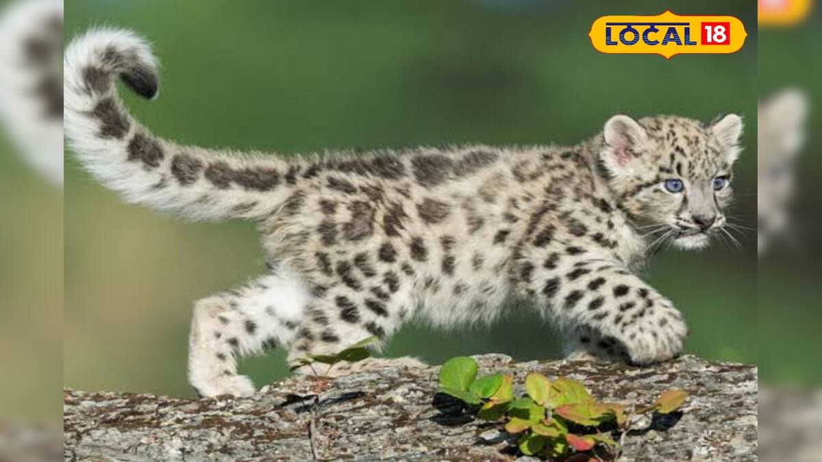 Dooars Leopard: ডুয়ার্সের রাস্তায় ঘুরে বেড়াচ্ছে জোড়া চিতা! ভাইরাল ...