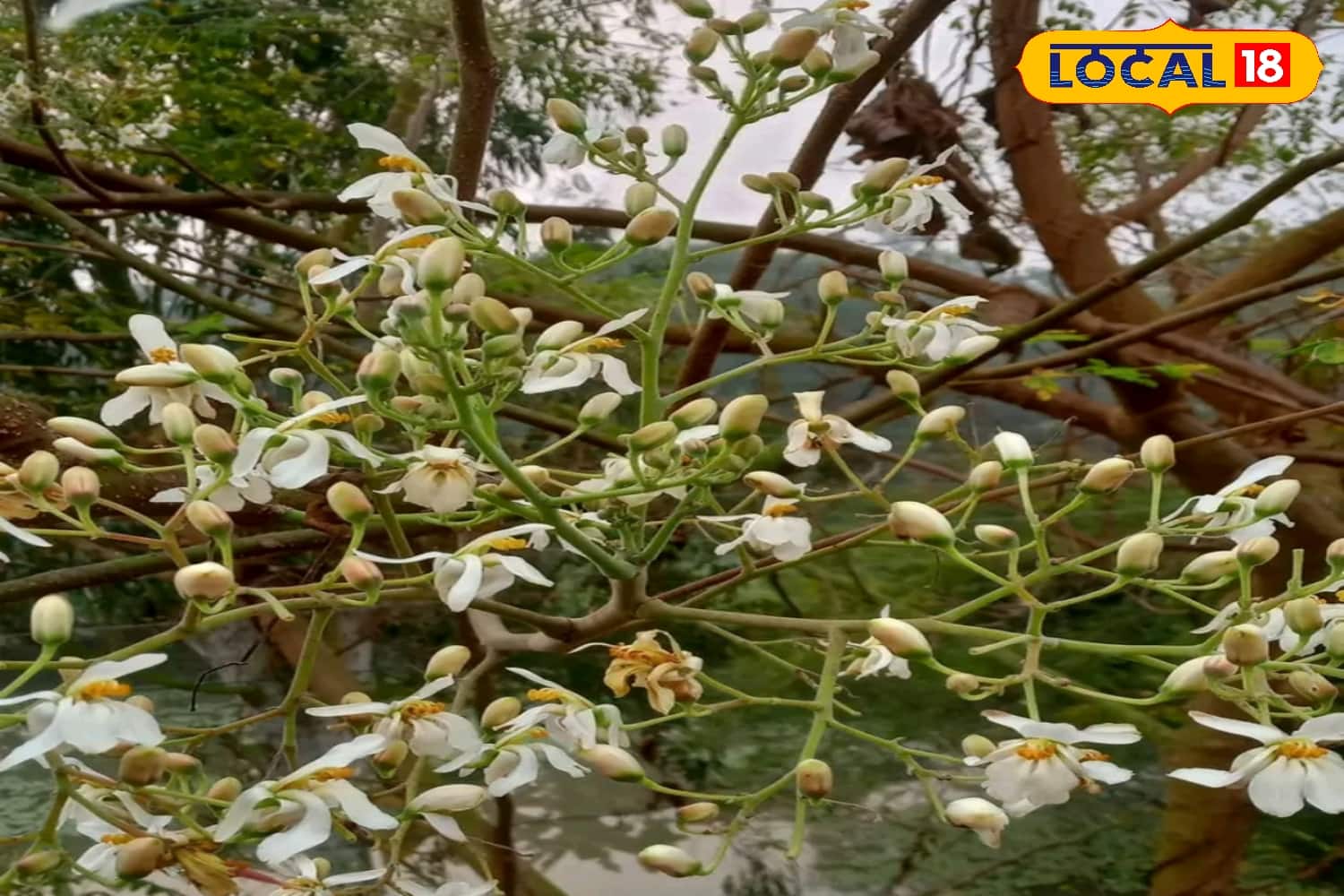Health Tips: বাড়ির সামনের গাছেই ফোটে ‘এই’ ফুল বলে অবহেলা করেন ...