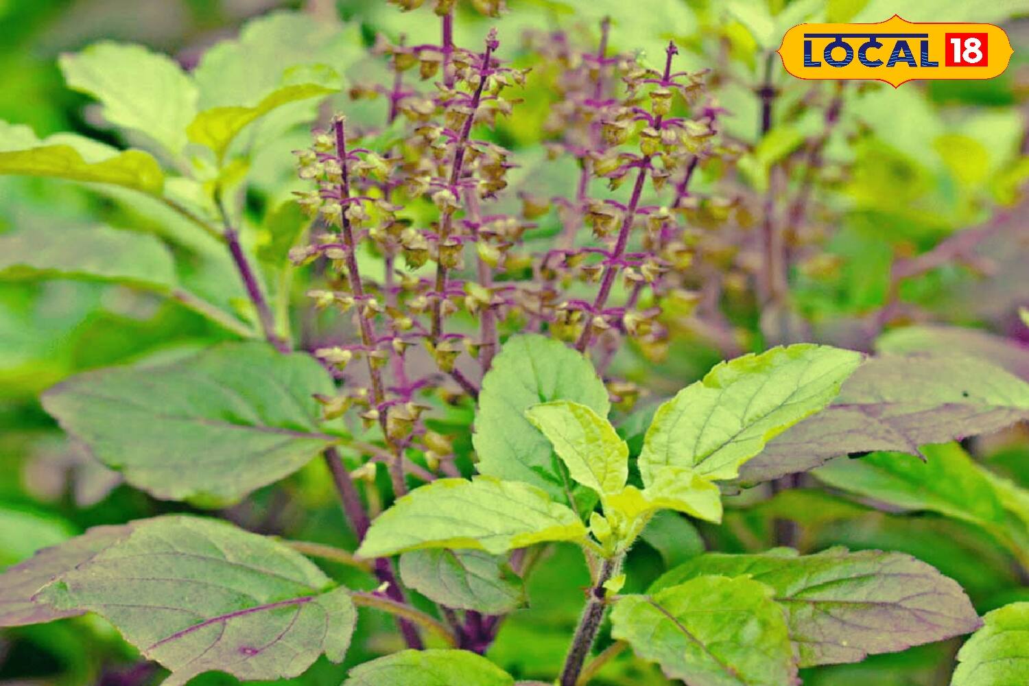 Tulsi | তুলসি গাছ কিছুতেই বাঁচাতে পারছেন না? দু-দিন পর পরই শুকিয়ে ...