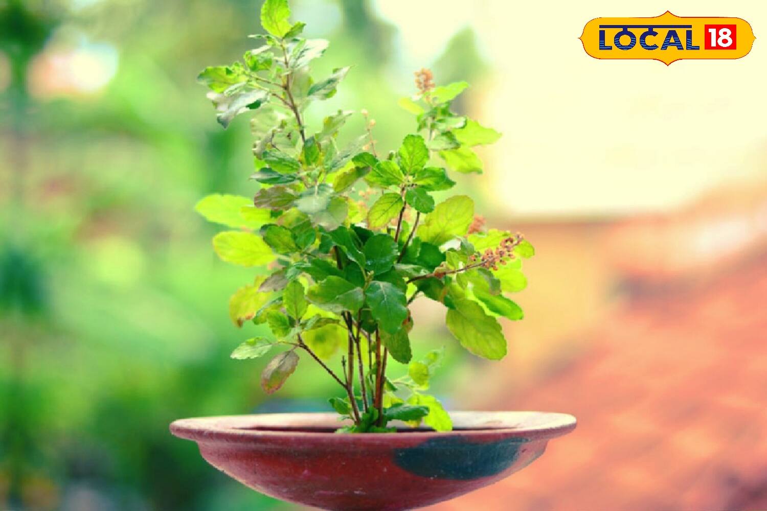 Tulsi | তুলসি গাছ কিছুতেই বাঁচাতে পারছেন না? দু-দিন পর পরই শুকিয়ে ...