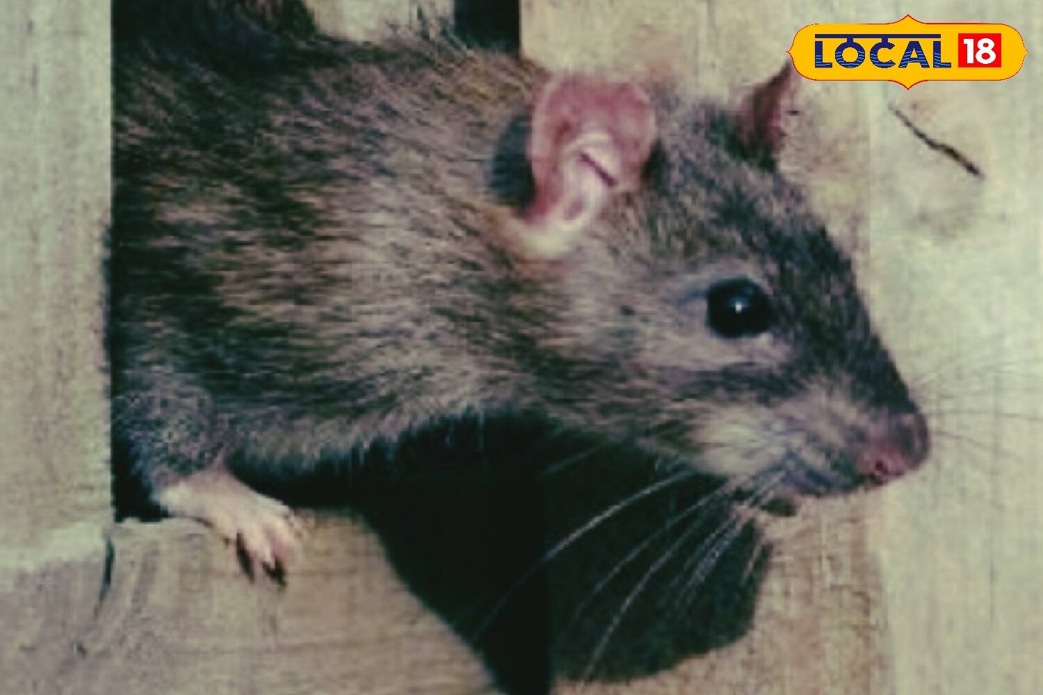 Home Hacks | ৬ ঘণ্টায় হাতেনাতে ফল! পেঁয়াজ-রসুনের দিয়ে করুন 'এই' কাজ ...