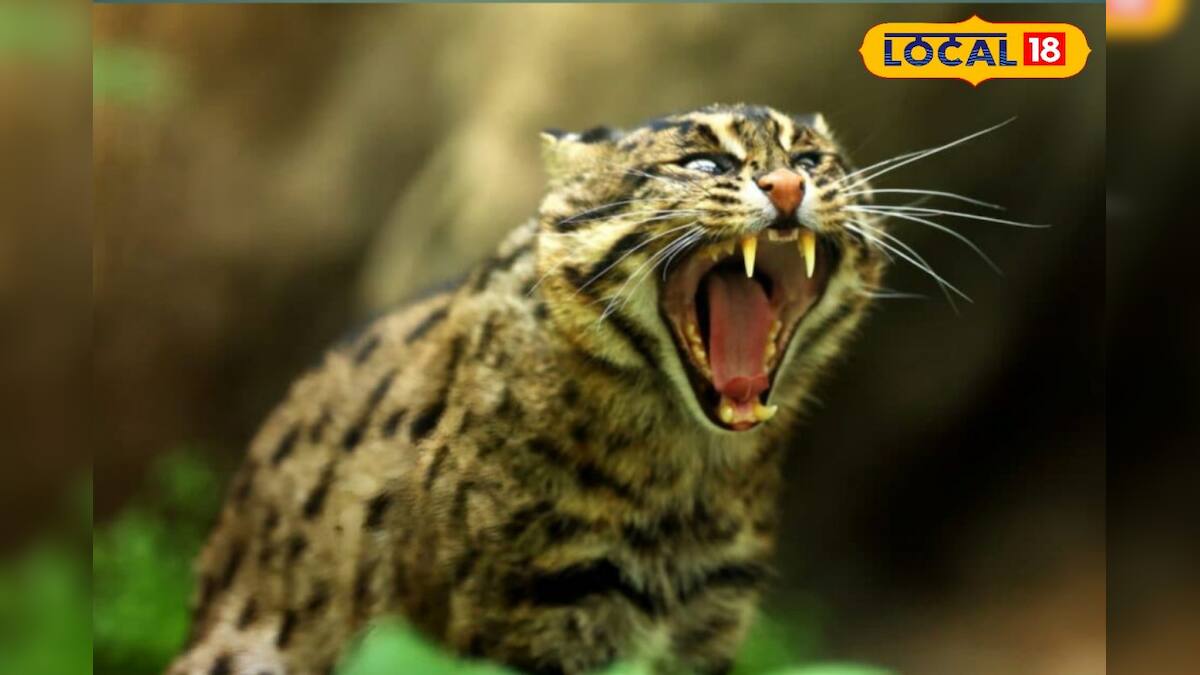 বাঘরোল সংরক্ষণের লক্ষ্যে সুন্দরবনে বিশেষ কর্মসূচি স্বেচ্ছাসেবী সংস্থার ...