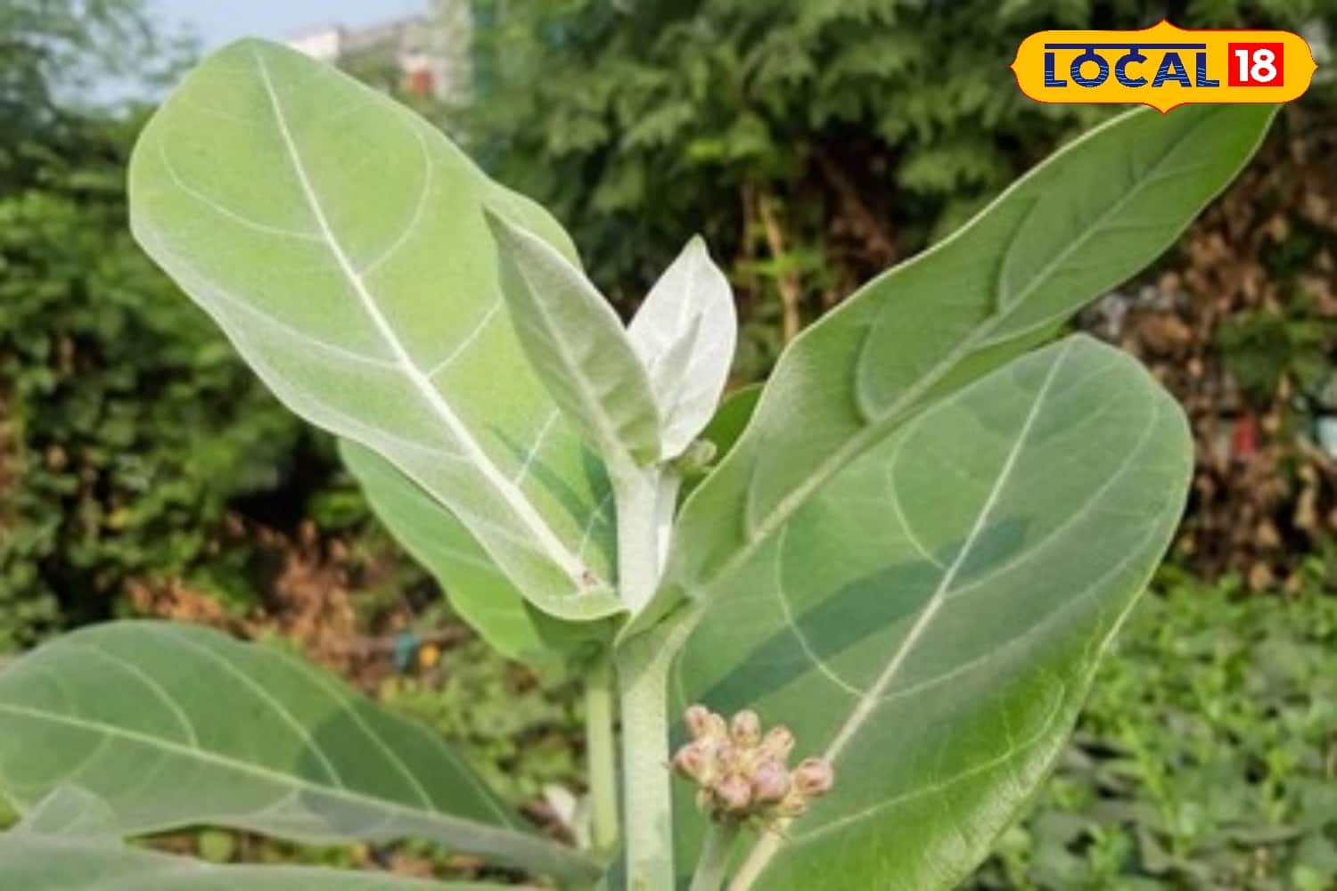 Healthcare: ডায়াবেটিস? গায়ে ব্যথা? এই পাতাতেই দূর হবে বহু জটিল রোগ ...