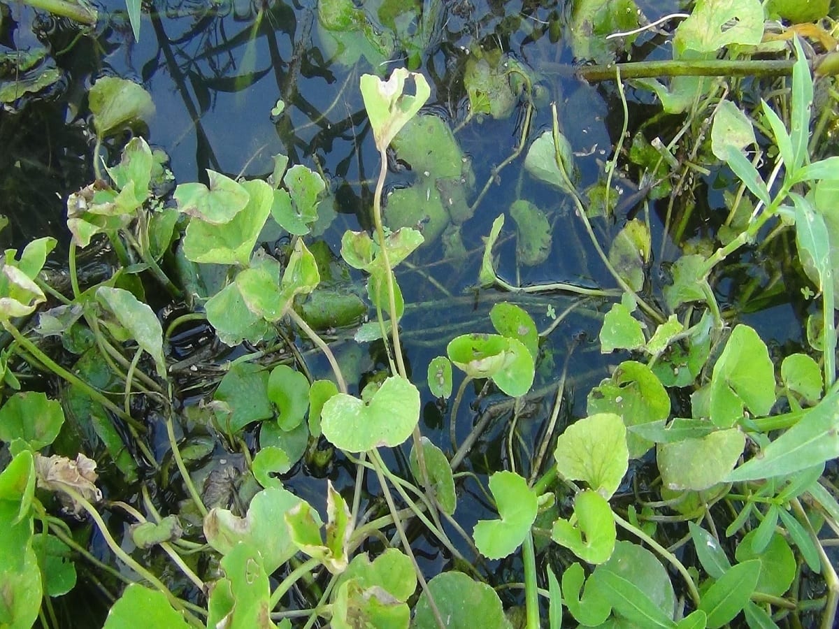 Thankuni Leaves Health Benefits রাস্তা-ঘাটে-বনে-বাদাড়ে অতি পরিচিত এই ...