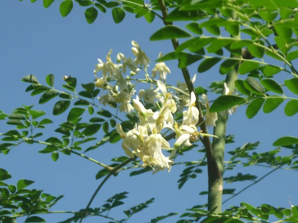 Shojne Moringa Flower পিছিয়ে না পড়ে জীবনকে চাঙ্গা করুন, বিদেশে এই ...