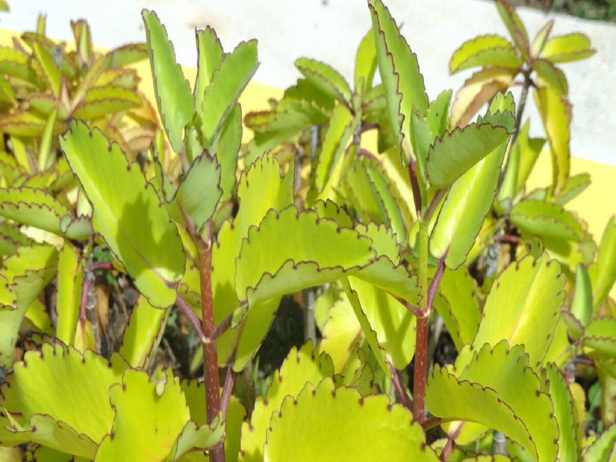 Patharkuchi Health Benefits পাইলস-লিউকোরিয়ার কষ্ট দূর করতে পাথরকুচি ...