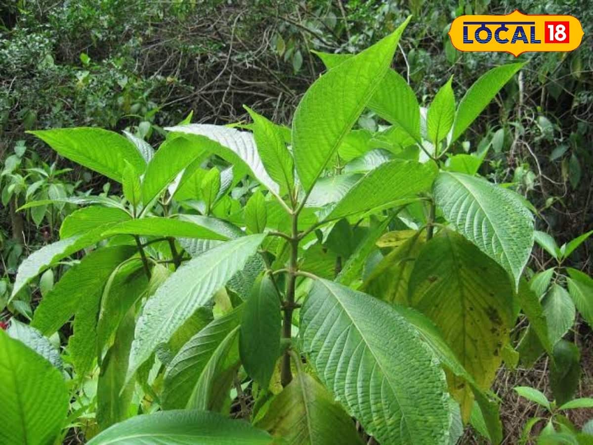 Health Tips | চরম অবহেলায় পড়ে থাকে, 'এই' গাছের ফল-ফুল-পাতার অলৌকিক ...