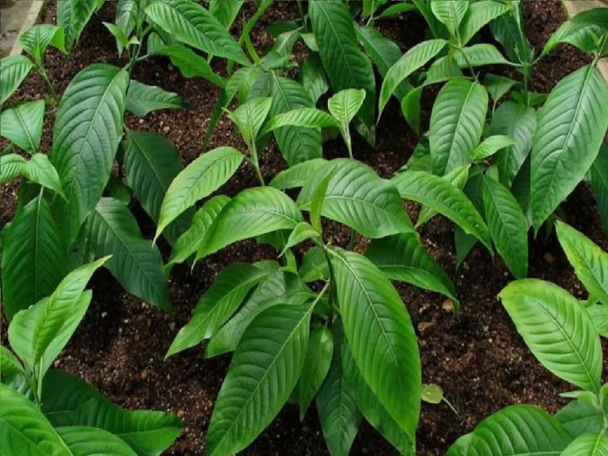 Health Tips | চরম অবহেলায় পড়ে থাকে, 'এই' গাছের ফল-ফুল-পাতার অলৌকিক ...