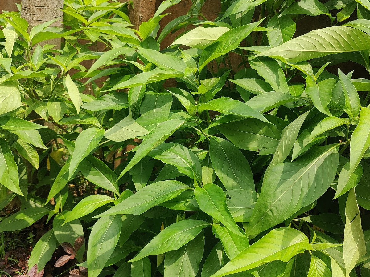 Health Tips | চরম অবহেলায় পড়ে থাকে, 'এই' গাছের ফল-ফুল-পাতার অলৌকিক ...