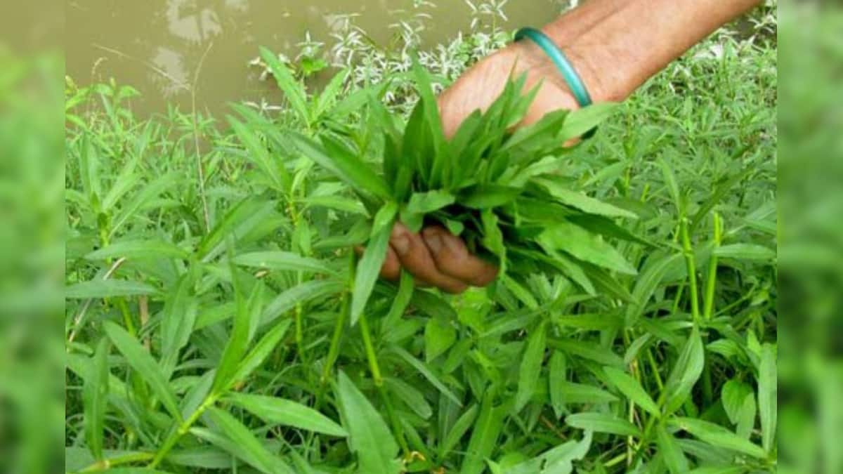 Knowledge Story What is The English Of Helencha, হেলেঞ্চা শাকের ইংরেজি ...