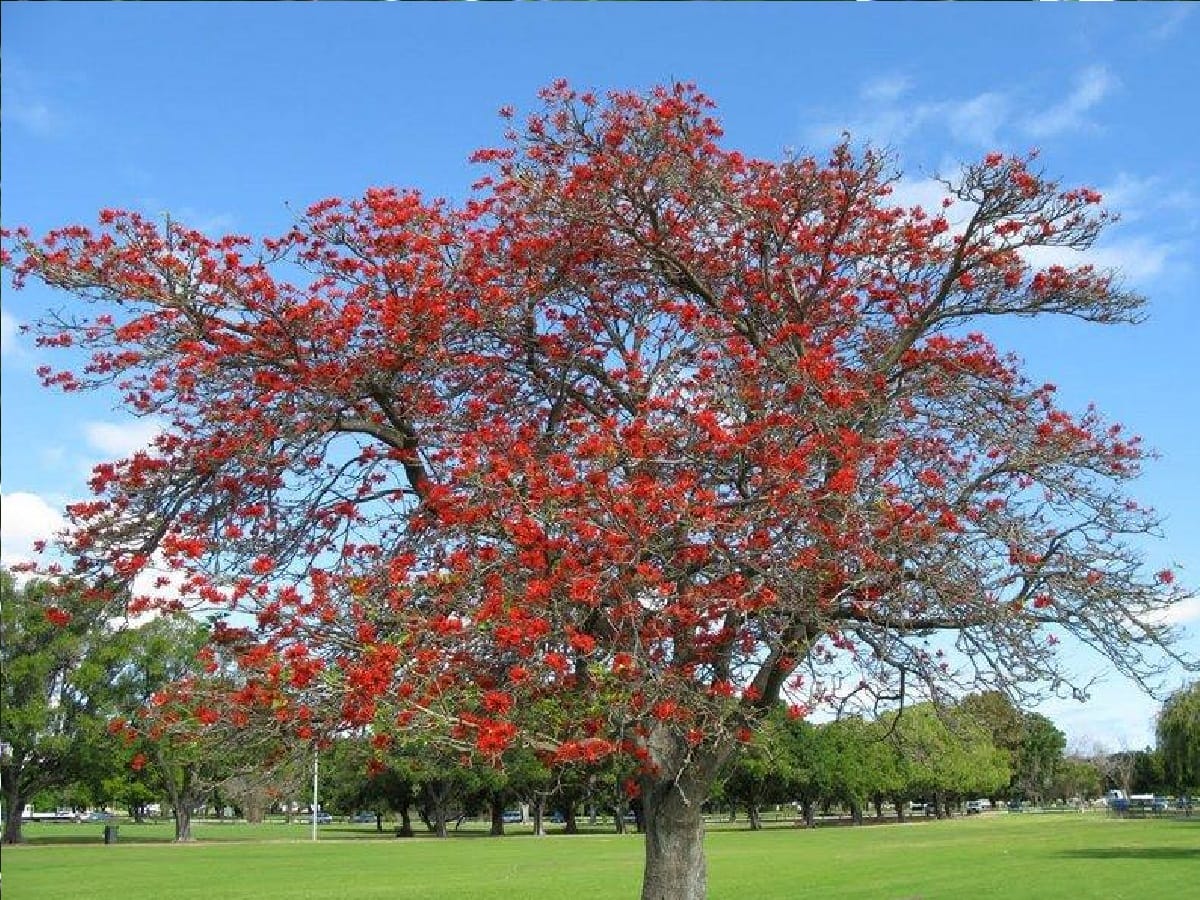 Health Tips | সোনার চেয়েও দামি এই গাছ! পাইলস-পক্ষাঘাতের রোগীদের ত্রাতা ...