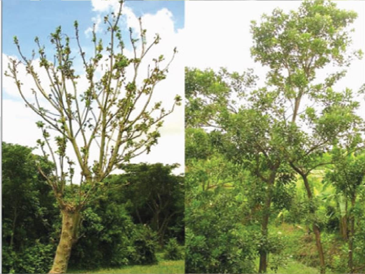 Health Tips | সোনার চেয়েও দামি এই গাছ! পাইলস-পক্ষাঘাতের রোগীদের ত্রাতা ...