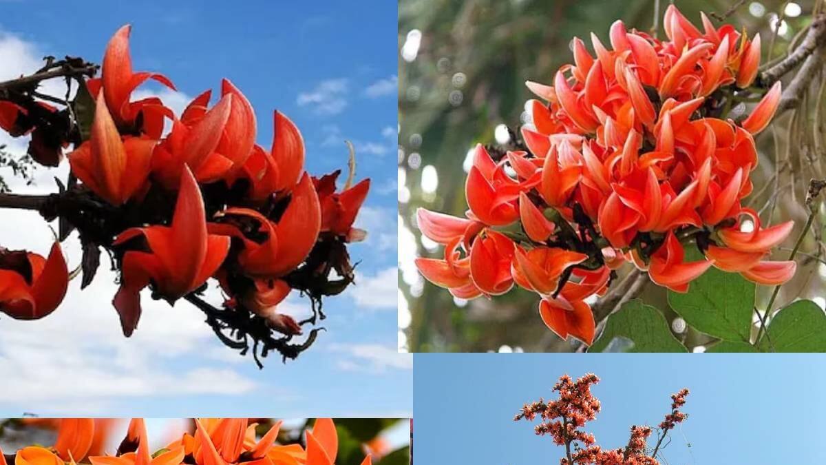 Health Benefits of Palash Flower: ব্লাড সুগার থেকে কৃমি নিয়ন্ত্রণ করে ...