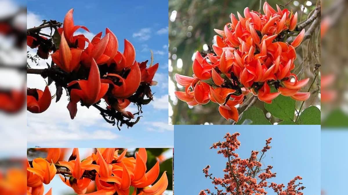 Health Benefits of Palash Flower: ব্লাড সুগার থেকে কৃমি নিয়ন্ত্রণ করে ...