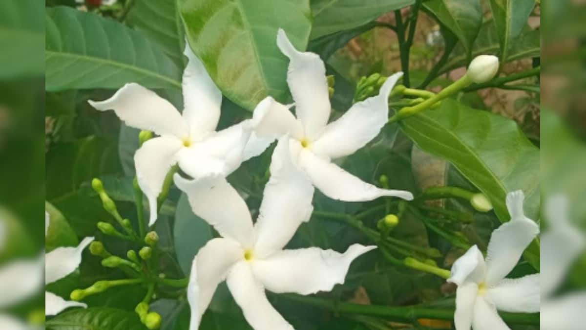 Tagar Flower or Crape Jasmine Plant Care: নিত্যপুজোয় অপরিহার্য টগরফুল ...