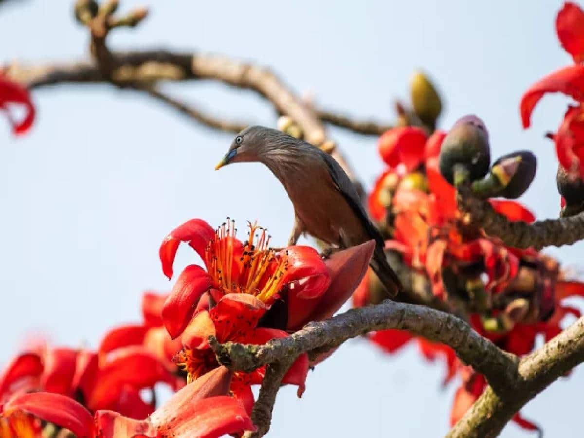 Shimul Benefit: মহিলাদের ‘এই’ সমস্যায় অত্যন্ত কাজে দেয় ‘শিমূল ...
