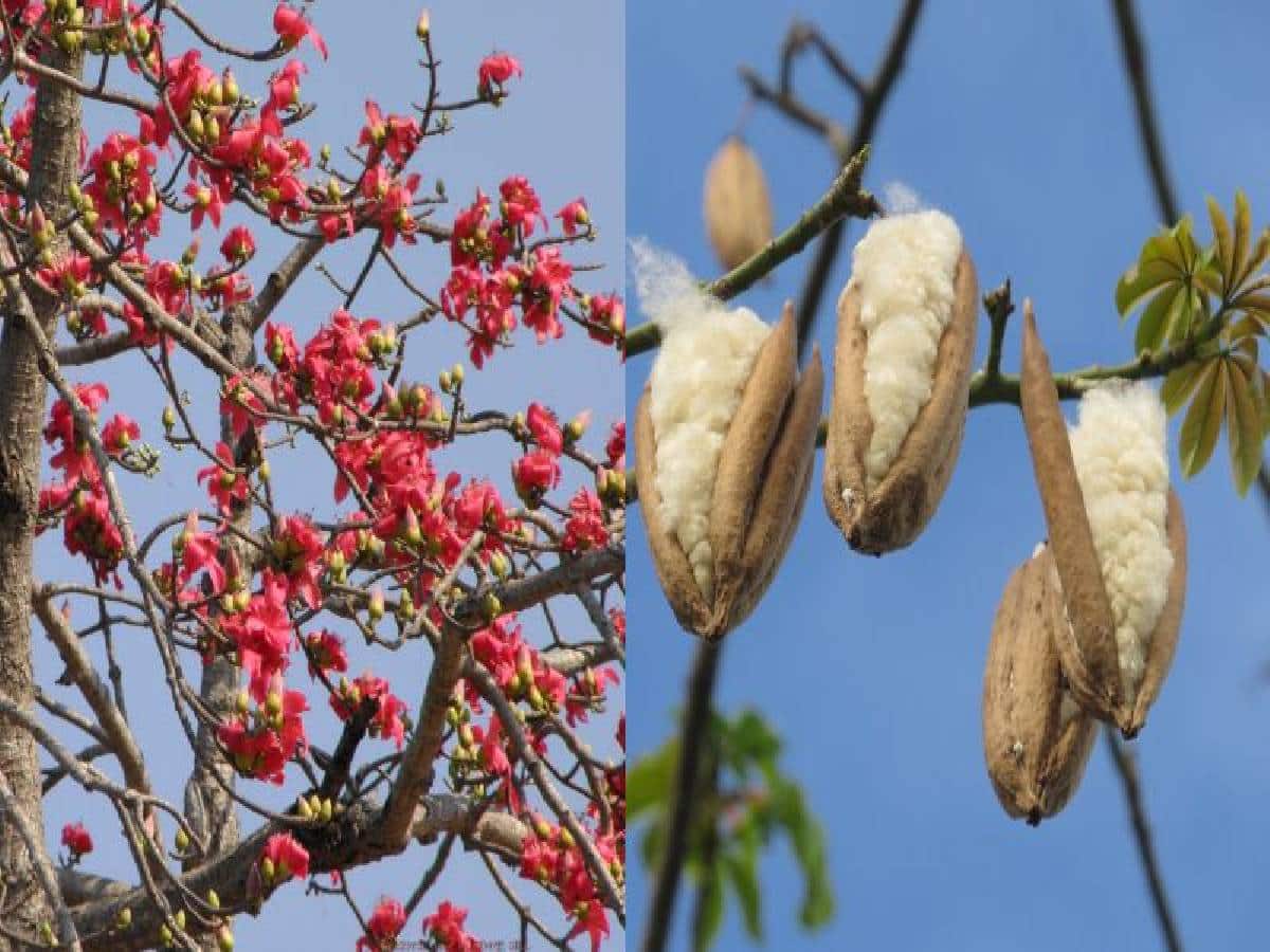 Shimul Benefit: মহিলাদের ‘এই’ সমস্যায় অত্যন্ত কাজে দেয় ‘শিমূল ...