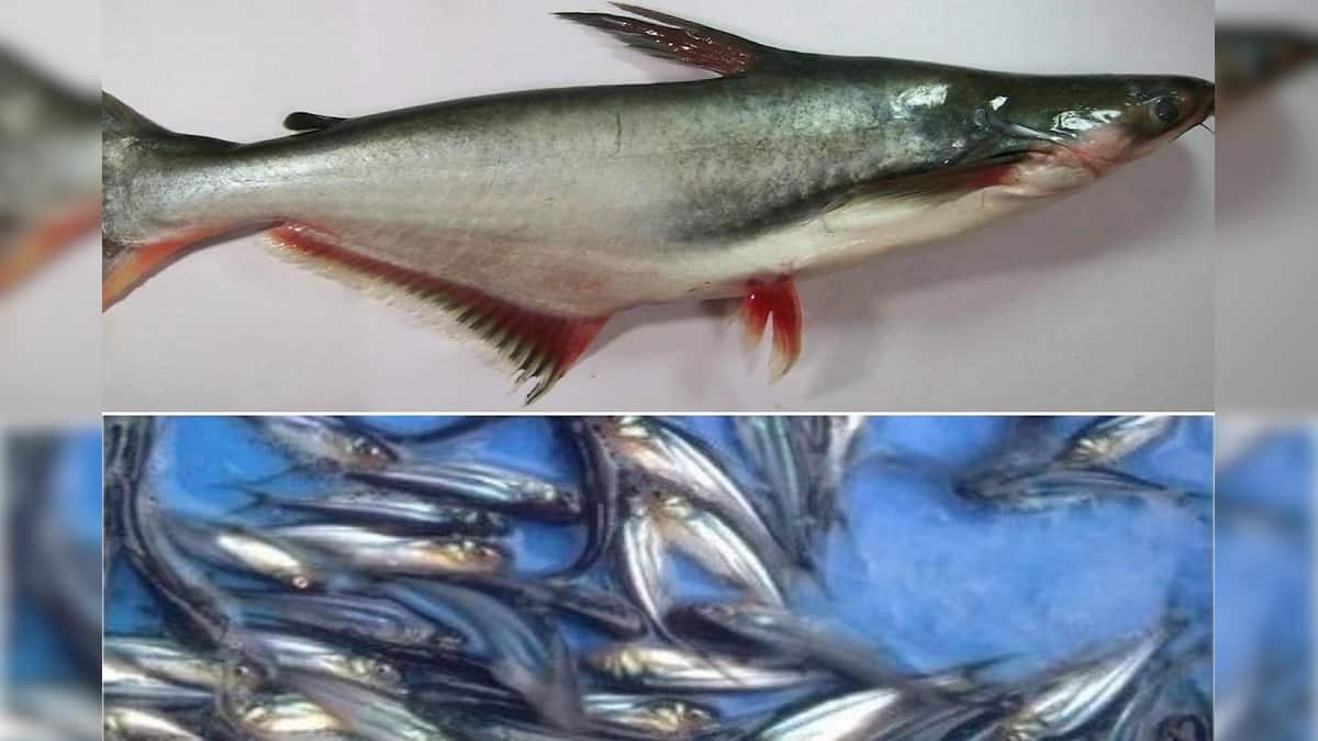 Fish Health Benefits: ‘সস্তার’ মাছ বলে বাজারে নাক সিঁটকে এড়িয়ে যান! কত্ত কত্ত গুণের মাছ বাতিল ...
