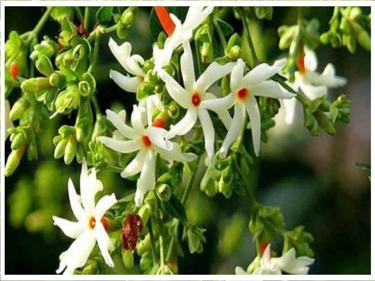 Health Tips | দিনে দুটি পাতা! অলৌকিক 'এই' গাছের নাম জানেন? ডায়াবেটিস-গাঁটে ব্যথার উপশম ৭ দিনেই ...