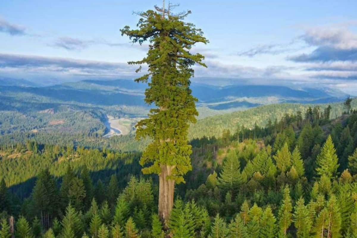 General Knowledge Story Do you know the name and height of the tallest ...