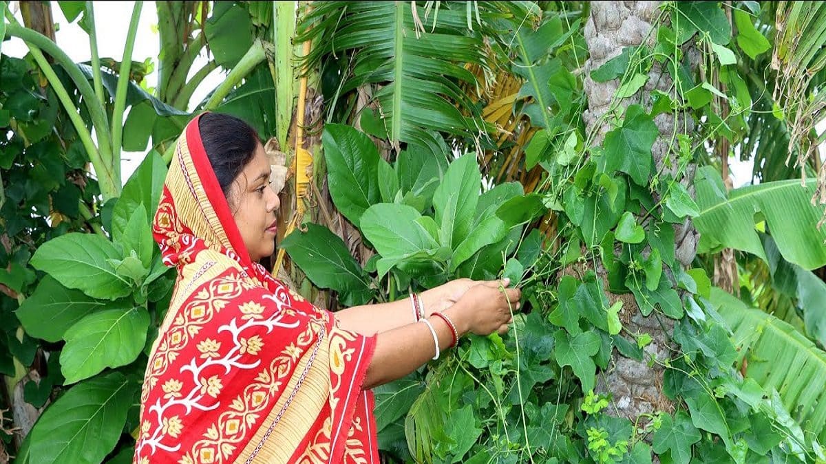 Health Benefits of Ivy Gourd Plant ভাল করে চিনুন এই 'মেডিসিন' পাতা, নাম ...