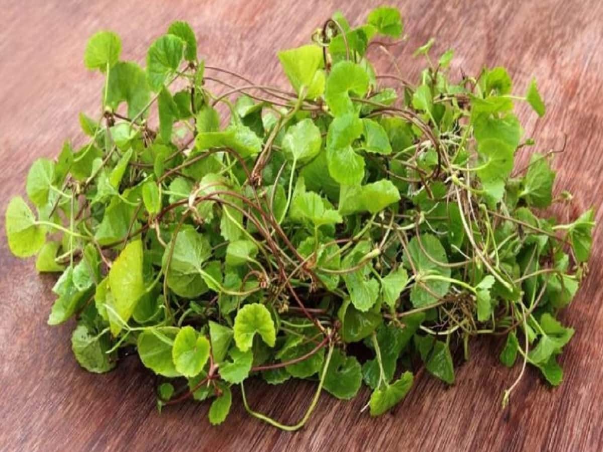 Thankuni Leaves Health Benefits রাস্তা-ঘাটে-বনে-বাদাড়ে অতি পরিচিত এই ...