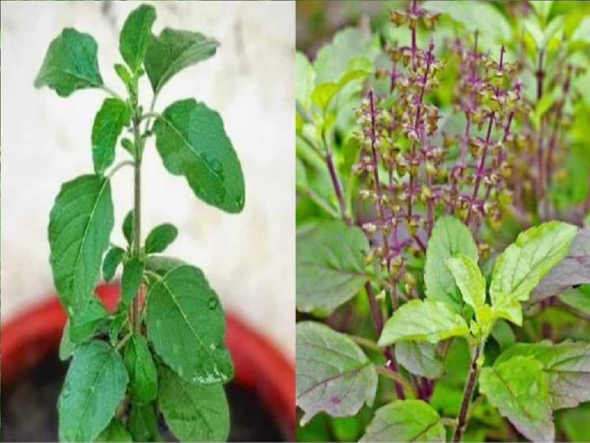Tulsi Gach | কত ধরনের তুলসী হয় জানেন? কোন তুলসী বাড়িতে রাখলে অধিক ...