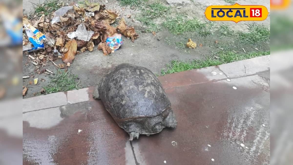 Residents of uttarpara sturned the rare species of turtles that came up ...