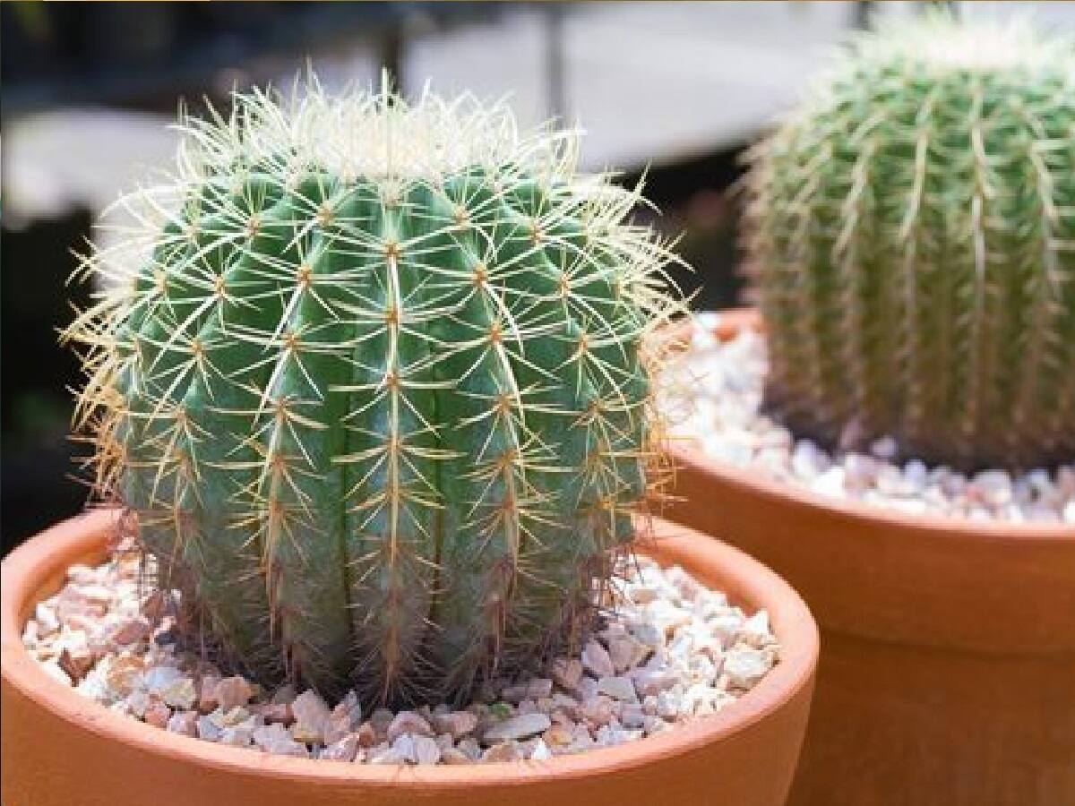 Tulsi Gach | তুলসি গাছের আশপাশে 'এই' ৬ জিনিস কোনওদিন ভুলেও রাখবেন না ...