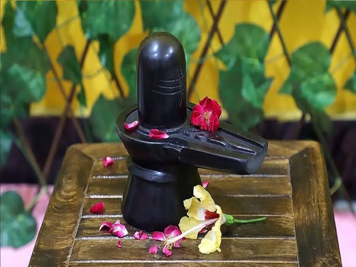 Tulsi Gach | তুলসি গাছের আশপাশে 'এই' ৬ জিনিস কোনওদিন ভুলেও রাখবেন না ...