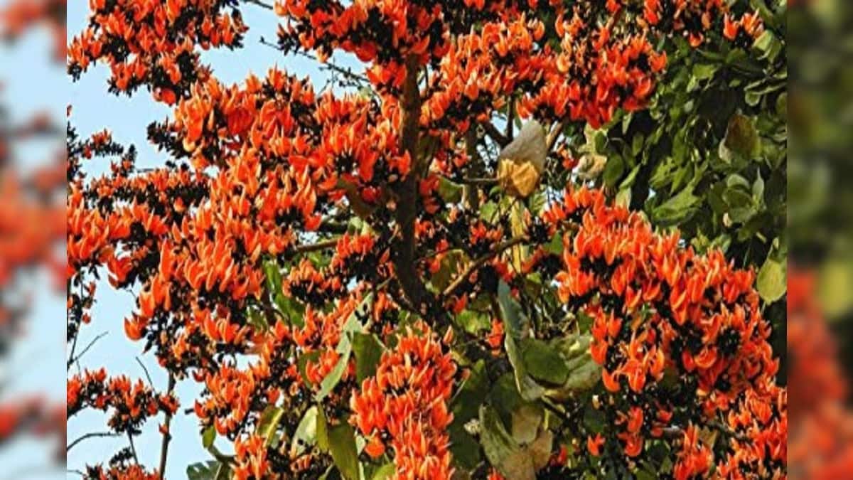 Health Benefits of Palash Flower: ব্লাড সুগার থেকে কৃমি নিয়ন্ত্রণ করে ...