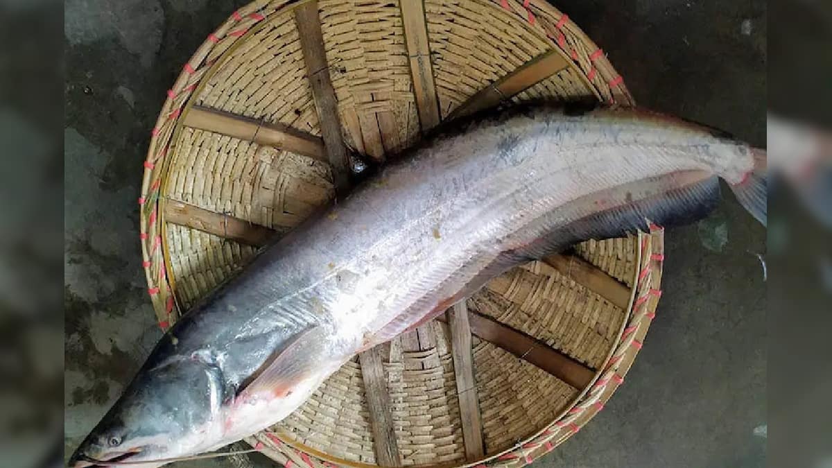 Boal or Helicopter Catfish is good for health, অনেকেই ভয়ে খান না ...