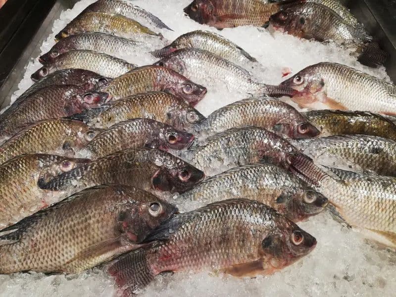 Tilapia Fish Vs Nilotica Fish: 'তেলাপিয়া' ভেবে 'নাইলোটিকা' মাছ খাচ্ছেন ...