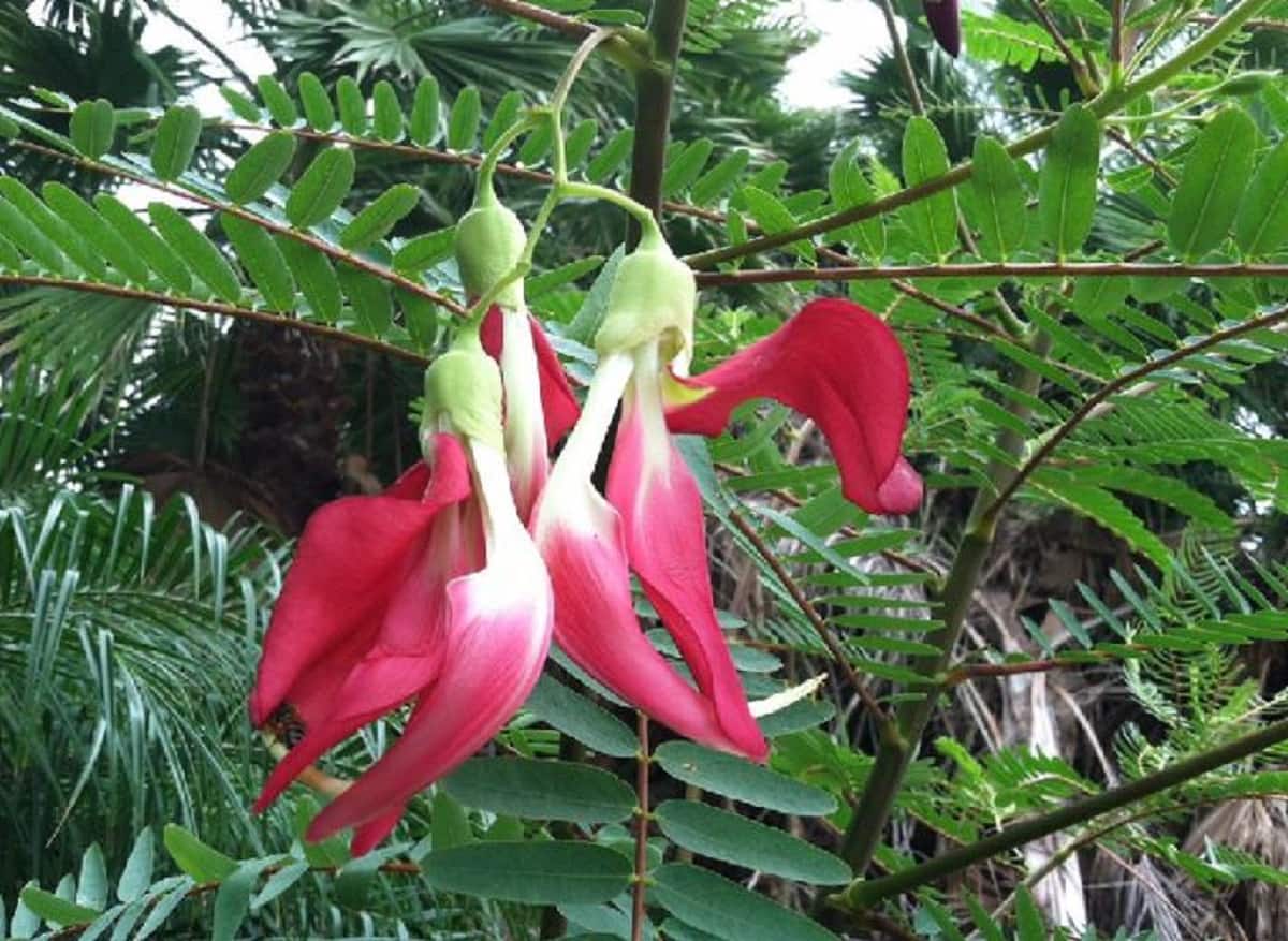 Bok Phool Health Benefits: বক ফুল খেলেই দূর হবে কোলেস্টেরল থেকে ...