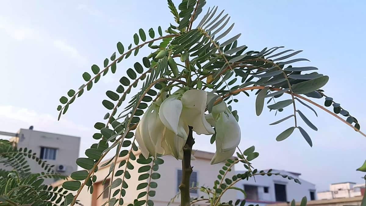 Bok Phool Health Benefits: বক ফুল খেলেই দূর হবে কোলেস্টেরল থেকে ...