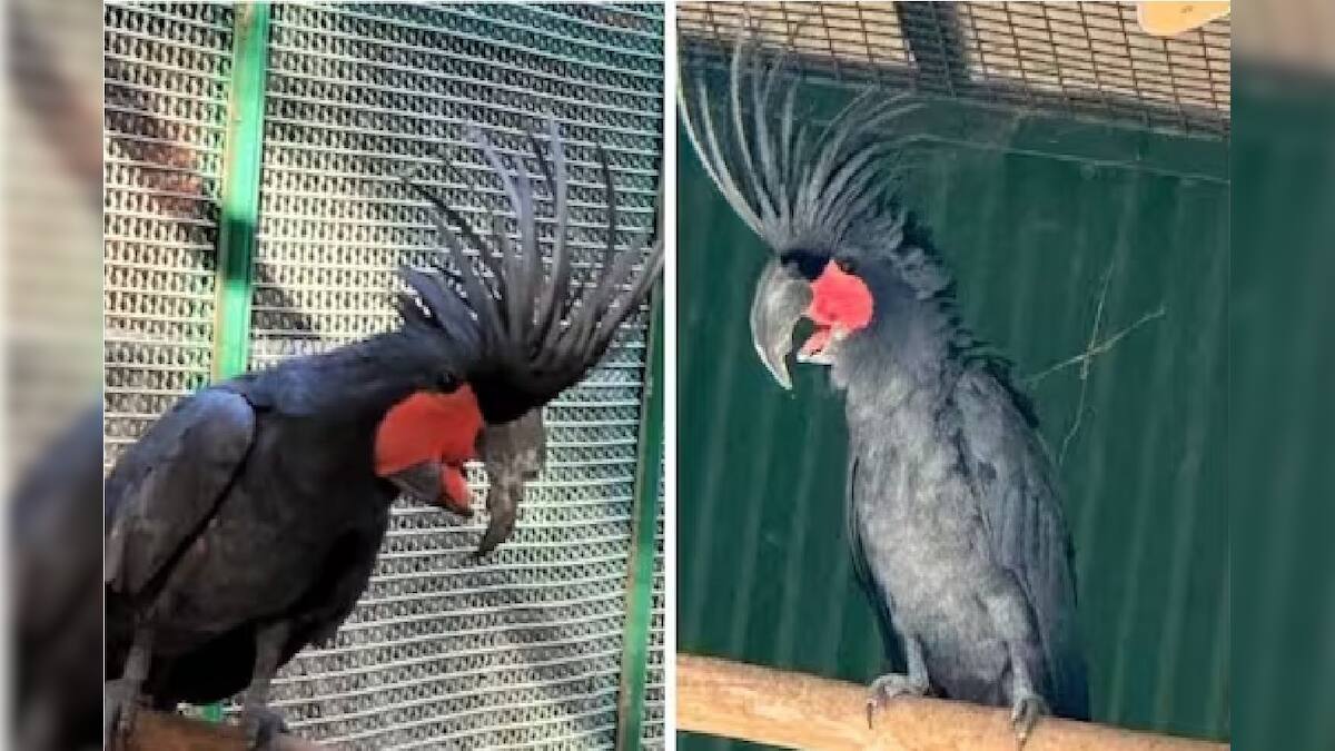 Anant Ambani's Vantara in Jamnagar: ঠোঁটের চোটে বন্ধ হয়েছিল কলতান ...