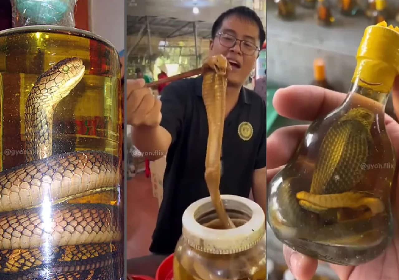what is snake wine, চাল বা অন্যা শস্য থেকে তৈরি ওয়াইনে একটি জীবিত বা ...