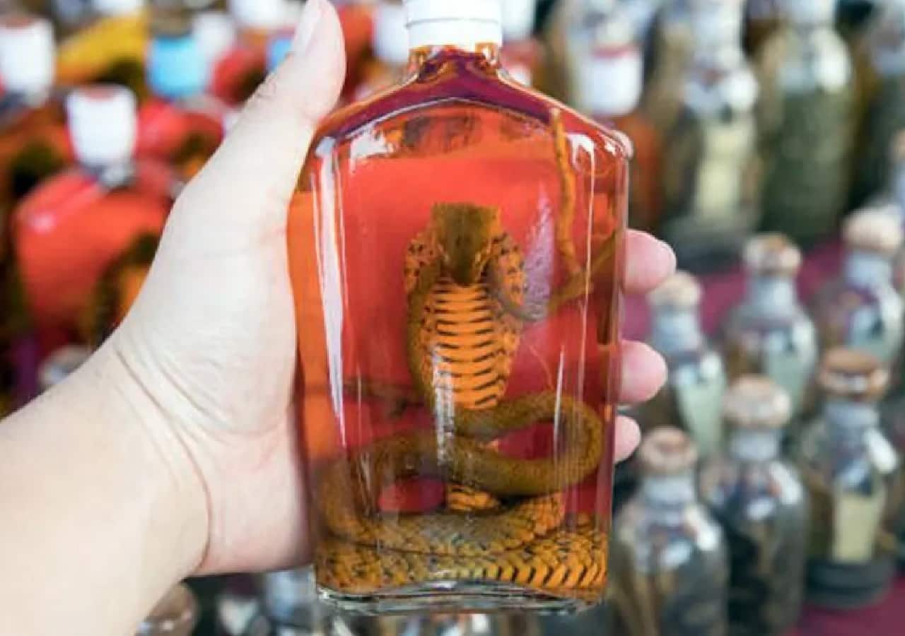 what is snake wine, চাল বা অন্যা শস্য থেকে তৈরি ওয়াইনে একটি জীবিত বা ...