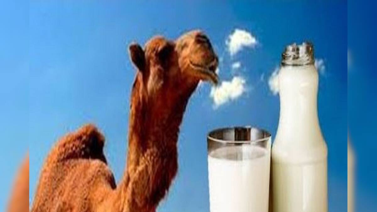 এবার উটের দুধ মিলছে বাংলায়| Camel milk available now at Durgapur ...