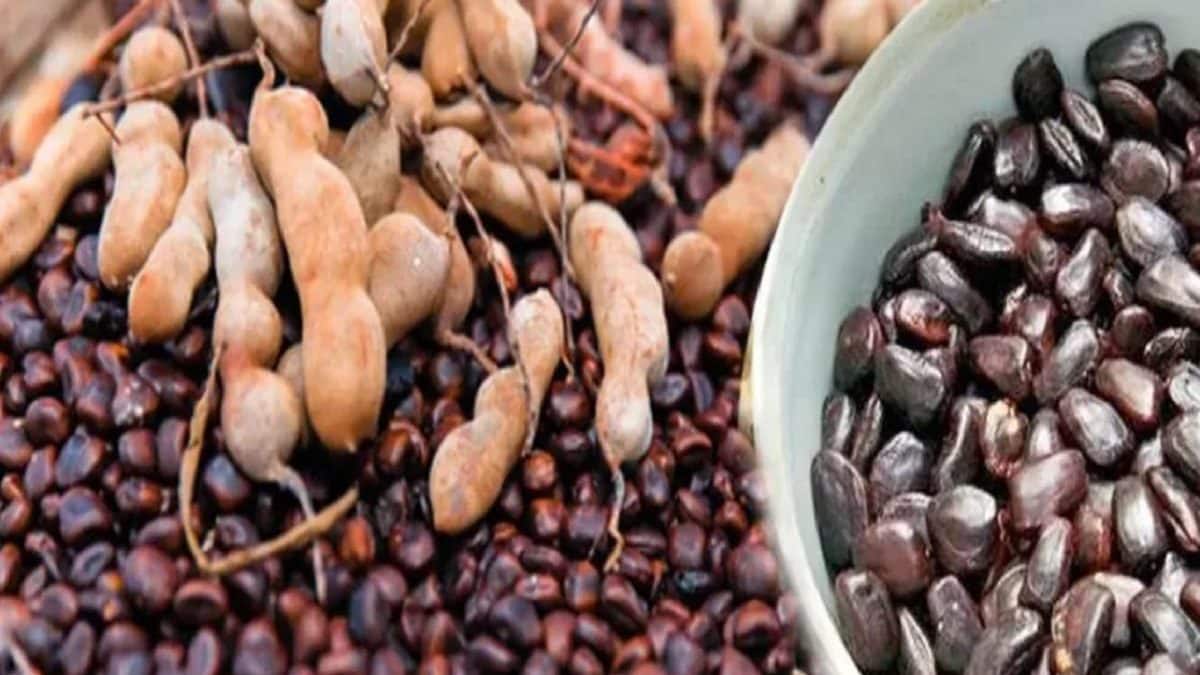 Tatul - Tamarind Seeds Benefits: পুরুষ ও মহিলাদের যৌবন-শক্তি বাড়ায় ...
