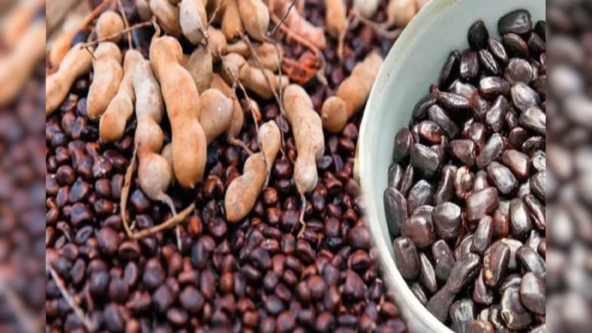 Tatul - Tamarind Seeds Benefits: পুরুষ ও মহিলাদের যৌবন-শক্তি বাড়ায় ...
